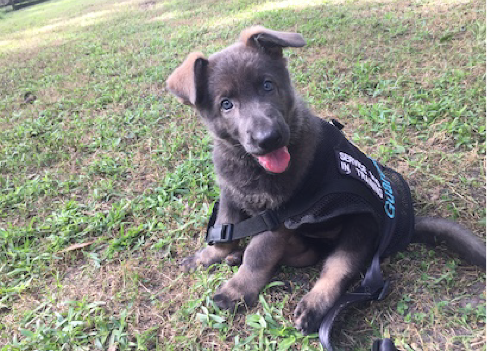 Service Dog Sponsorship Form - Guardian Angels Medical Service Dogs