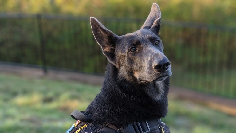 How Seizure Alert Dogs Assist Their Owners - Guardian Angels Medical ...