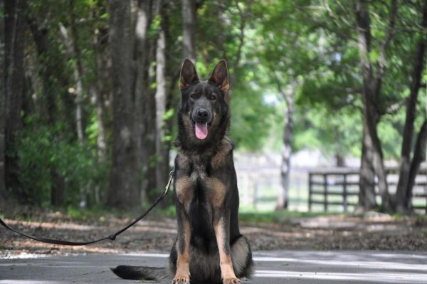 Can I Leave My Service Dog at Home? - Guardian Angels Medical Service Dogs